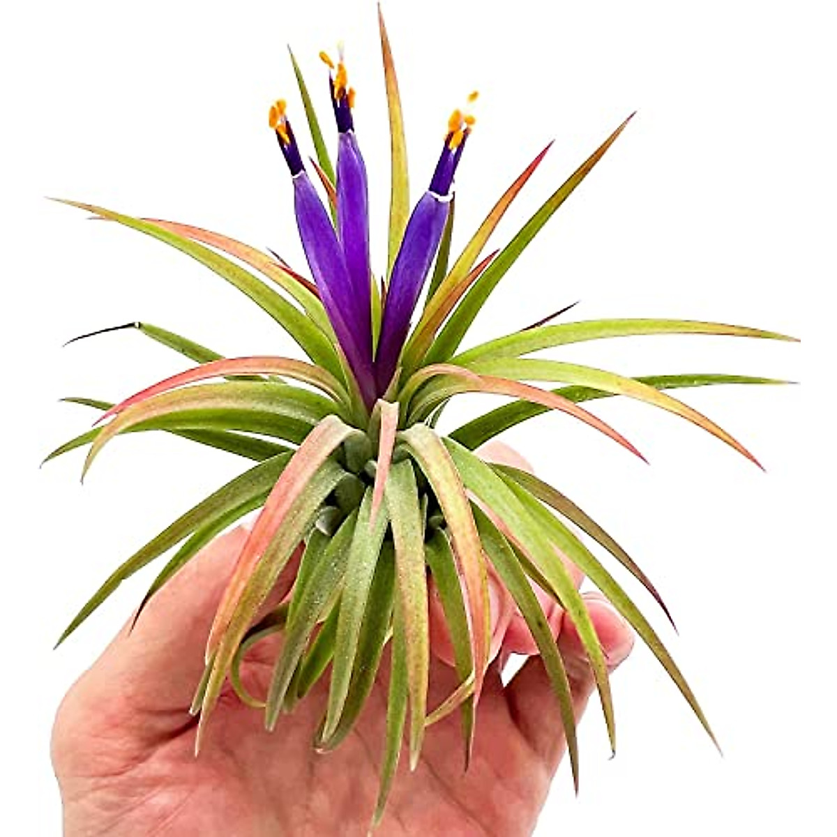 ragnaroc Air Plants - Tillandsia Ionantha Pack, Regular 1-3" - 12ct - Live Arrival Guaranteed - House Plants for Home Decor & Gift