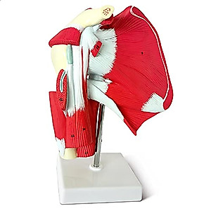 Muscled Shoulder Joint Model – Shows Complete Shoulder Musculature from Rotator Cuff to Subscapular Muscles – Includes Base, Product Manual and 3 Year Warranty