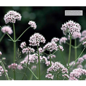 Herbal Remedies Handbook: More Than 140 Plant Profiles; Remedies for Over 50 Common Conditions