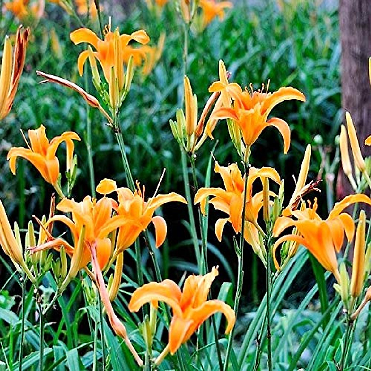 50+ Mixed Hemerocallis Hybrida Daylily Flowers Seeds Perennial Garden Plant Blooming
