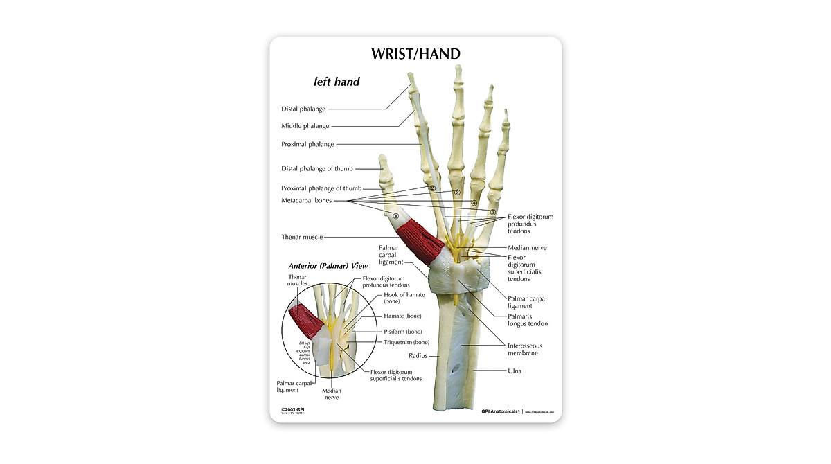 Hand & Wrist Anatomy Model | Human Body Educational Replica