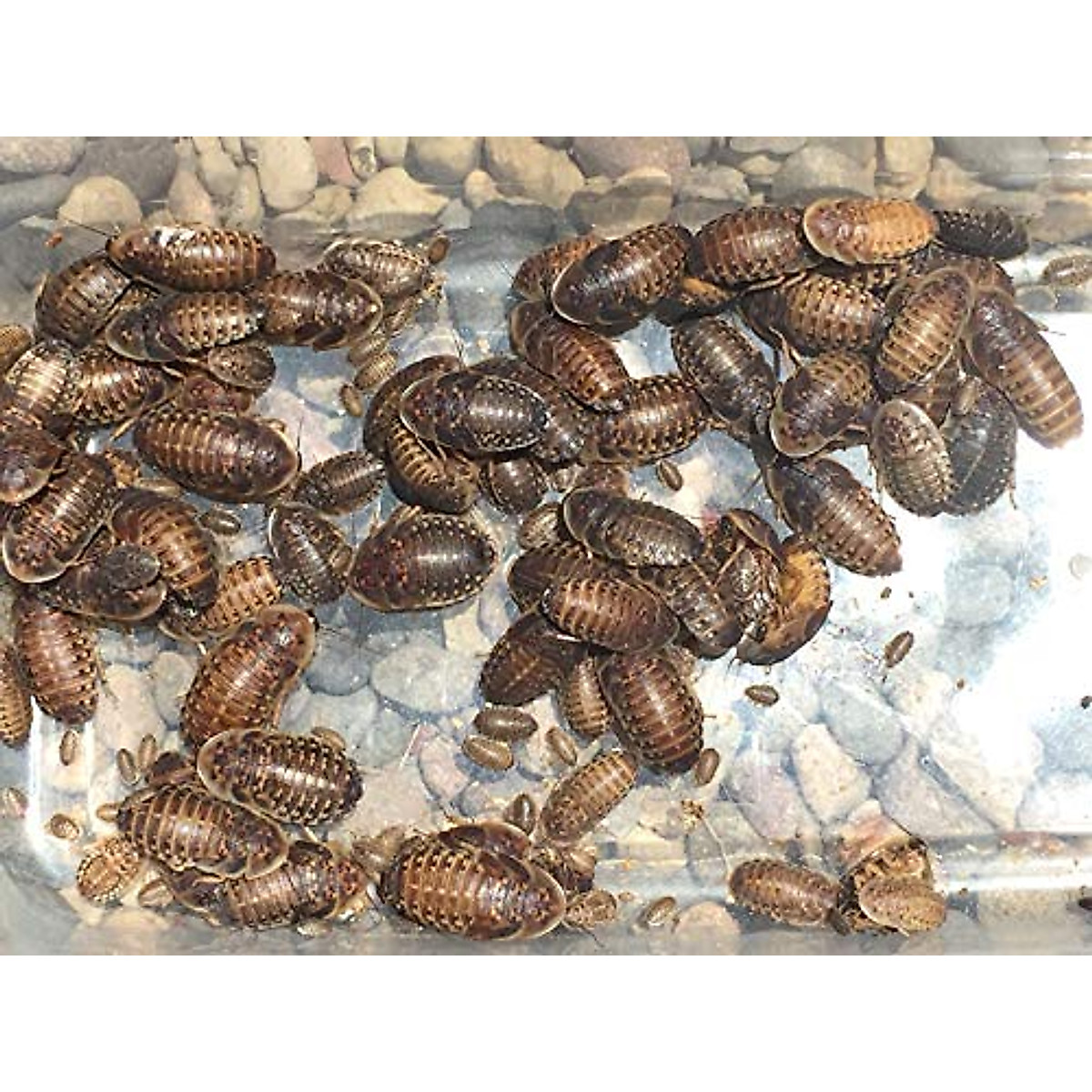Bad Ass Bugs 200 Large Dubia Roaches