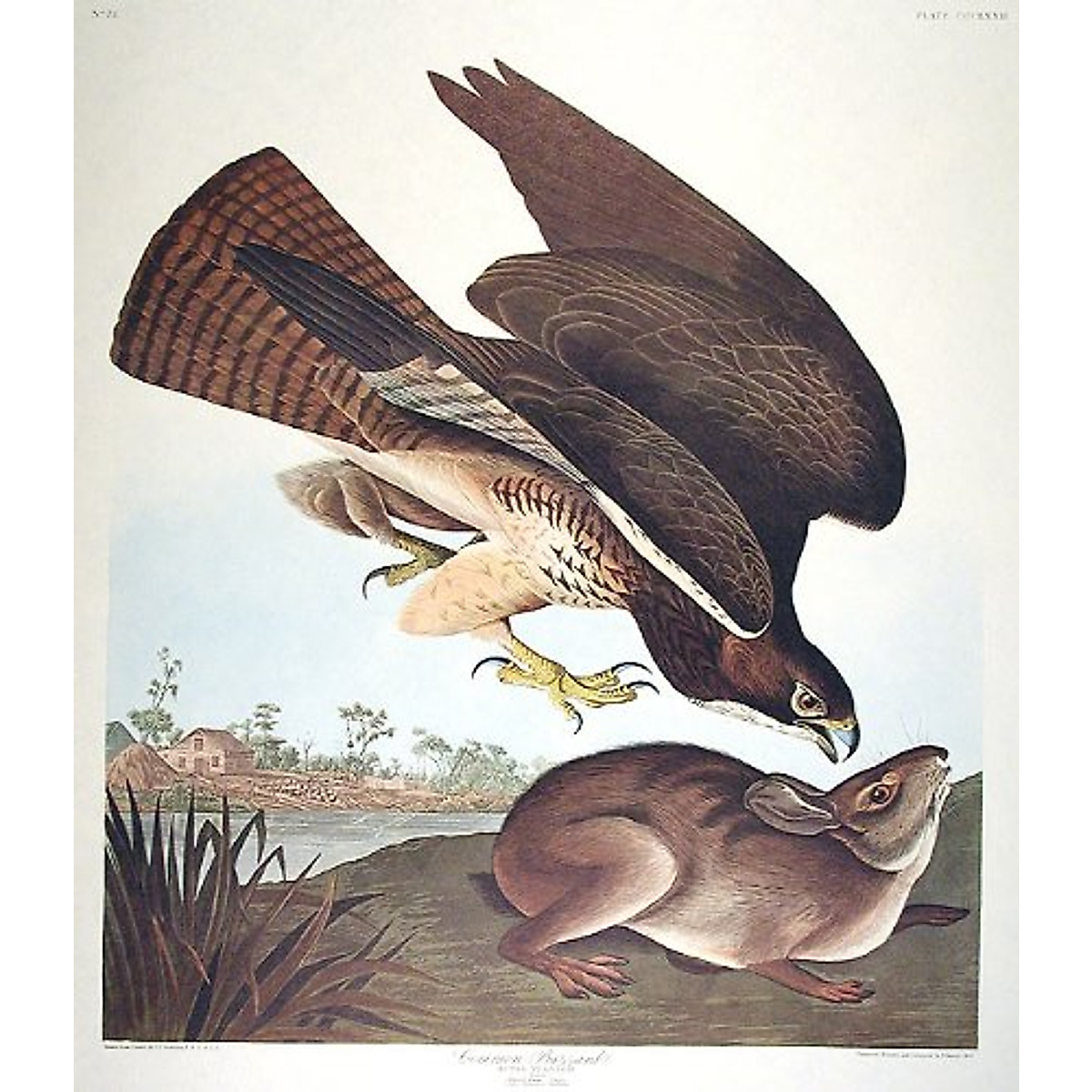 Common Buzzard. From"The Birds of America" (Amsterdam Edition)