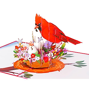 PQ Bees Pop Up Birthday Card for Women Mom Grandma Wife | 3D Mothers Day Valentines Day Christmas Card for Women Aunt Sister Wife, Friend Birthday Cards (Size 8x6 In - Cardinal Nest).