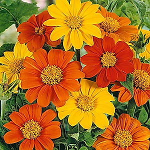 Outsidepride Orange Tithonia Mexican Sunflower Garden Cut Flowers & Climbing, Vining Plant Mix - 500 Seeds