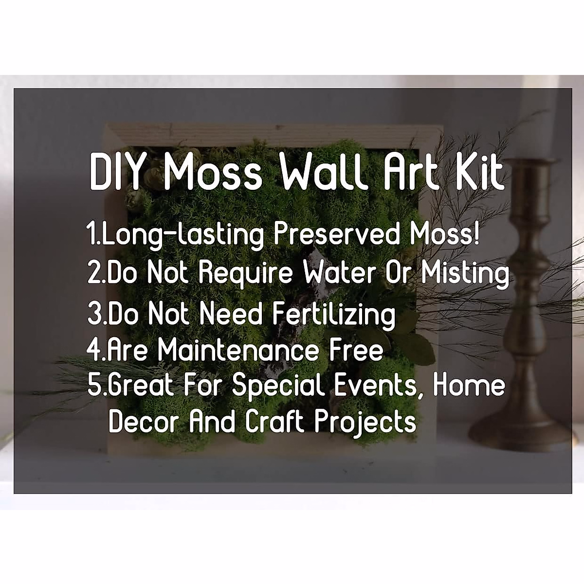 Prefleur Preserved Pole Moss Pillow Bun Cushion Natural Green Decorative Real Natural Green DIY Kit Terrariums Gardenning Art Wall Decor Florist Decor Easter Table Wedding(1.5 sq.ft, Green-B)