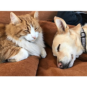 I LOVE MY PETS LLC cat Hip and Joint Supplements - PET Hip and Joint Support - Dogs and Cats - Healthy Formula - cat chondroitin glucosamine - 240 Treats (2 Bottles)