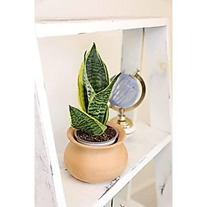 Essential Houseplant Collection (4PK) Live Plants Indoor Plants Live Houseplants in Plant Pots, Easy House Plants Indoors Live, Snake Plant, Pothos in Potting Soil, Clean Air Plants by Plants for Pets