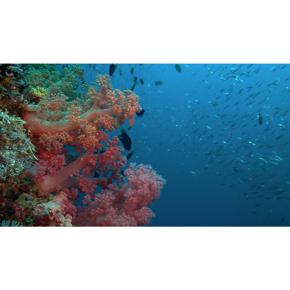 Underwater DVD- The Living Ocean - Relaxing Scenes of the Underwater World