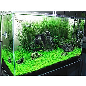 Mainam (1-Cup) Dwarf Baby Tears Carpet Imported Direct from Grower Live Aquarium Plants Decoration Tissue Culture for Freshwater Aquatic Plant Tank