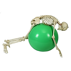 Rudiger Anatomie Physiological Skeleton with Flexible Spine, Spinal Cord, Vertebral Arteries, Mounted Herniated Disc and Sectioned Sacrum, Includes Display Stand with Casters, Dust Cover, and Warranty