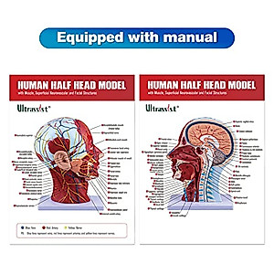 Ultrassist Human Anatomical Half-Head Model Includes Electronic Diagram with Superficial Neurovascular and Musculature Details, Ideal for Kids’ Learning, Education, and Display