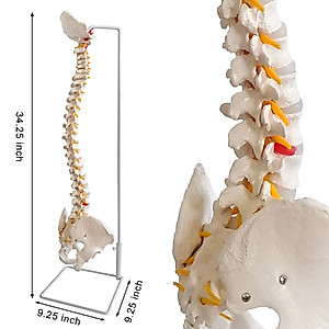 New-Horizon Scientific Spinal Cord Model,Skeleton Model -34" Life Size Spinal Column Model with Vertebrae, Nerves, Arteries, Lumbar Column, and Male Pelvis, Includes Stand (Good After-Sales)