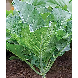 Burpee Georgia Collards Seeds 2000 seeds