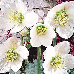 QAUZUY GARDEN 20+ Seeds Lenten Christmas Rose Seeds Black Hellebore (Helleborus Niger) Seeds- Perennial Evergreen Winter Flower - Easy to Grow