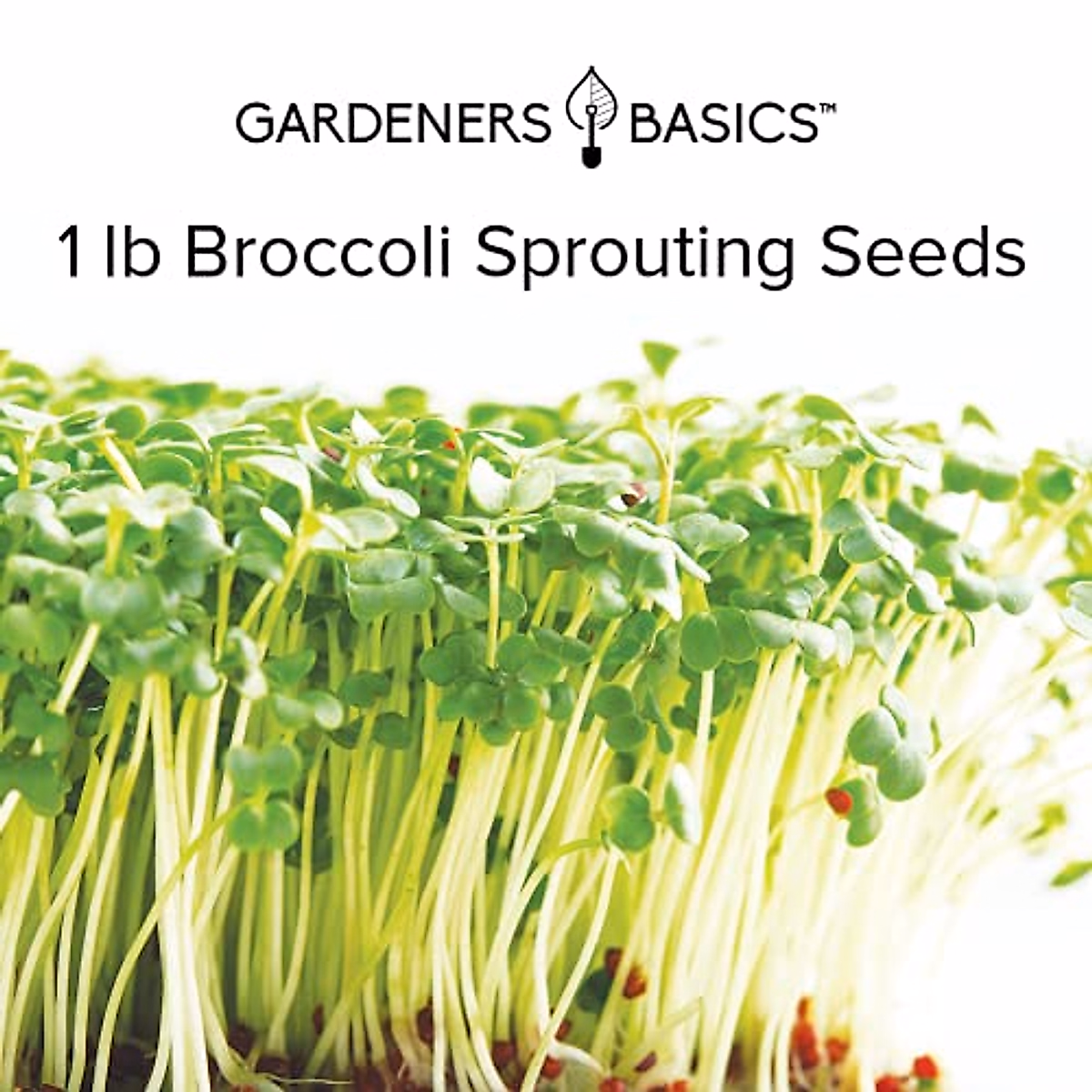 Broccoli Seeds for Sprouting Kit and Microgreens Non-GMO, Heirloom Bulk 1 Pound Resealable Sprouts Bag by Gardeners Basics