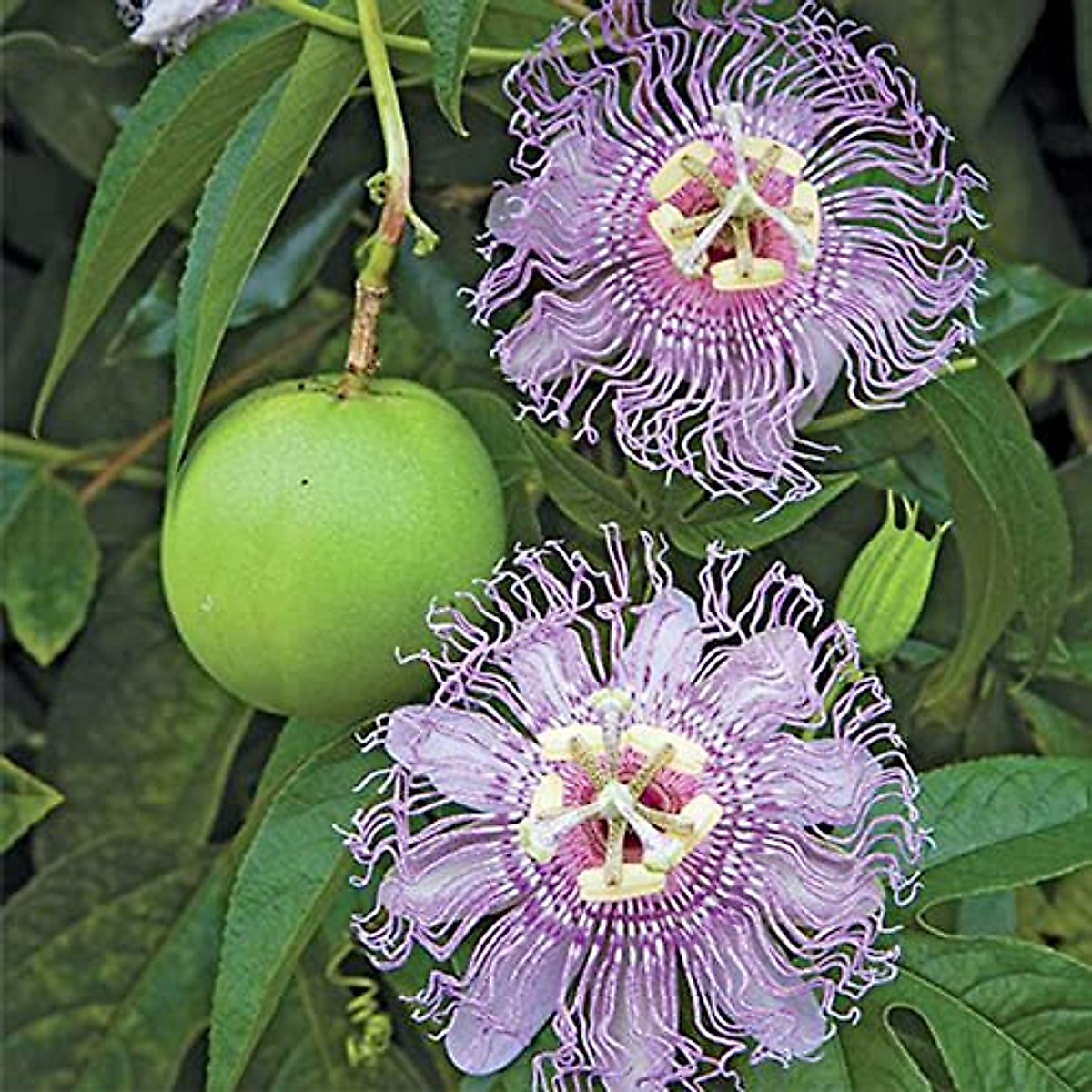 QAUZUY GARDEN Purple Passiflora Incarnata 10 Seeds Maracuja Passion Flower Maypop Non-GMO Fruit Seeds Fragrant Hardy Fast- Growing Low Maintenance