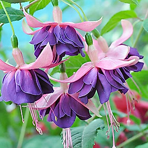 Fuchsia 'Dark Eyes' Seeds Attracts Hummingbirds Easy to Care Exotic Container Hanging Basket Patio Balcony Indoor Outdoor 100Pcs Flower Seeds by YEGAOL Garden