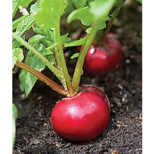 Burpee Cherry Belle Radish Seeds 1000 seeds