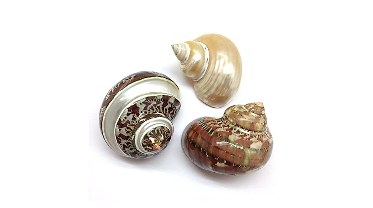 PEPPERLONELY 3 PC Natural Large Mixed Turbo Sea Shells, Hermit Crab ...