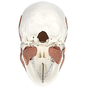 Axis Scientific 3-Part Human Skull Model with Masticatory Muscles, Life Size Skull Cast from Real Human Bones Shows Range of Motion of Jaw