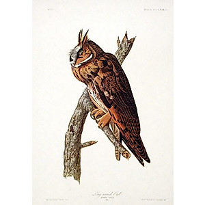 Long-eared Owl. From"The Birds of America" (Amsterdam Edition)