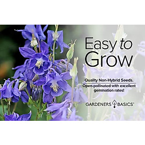 Blue Columbine Seeds for Planting (Aquilegia Seeds) - Beautiful Blue Perennial Flower to Plant in Your Flower Garden Open Pollinated, Non-GMO by Gardeners Basics