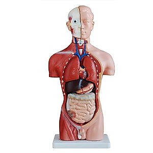 Human Torso Body Anatomy Model - 11 inch, 15 Parts Organ Structure Model for School Medical Education