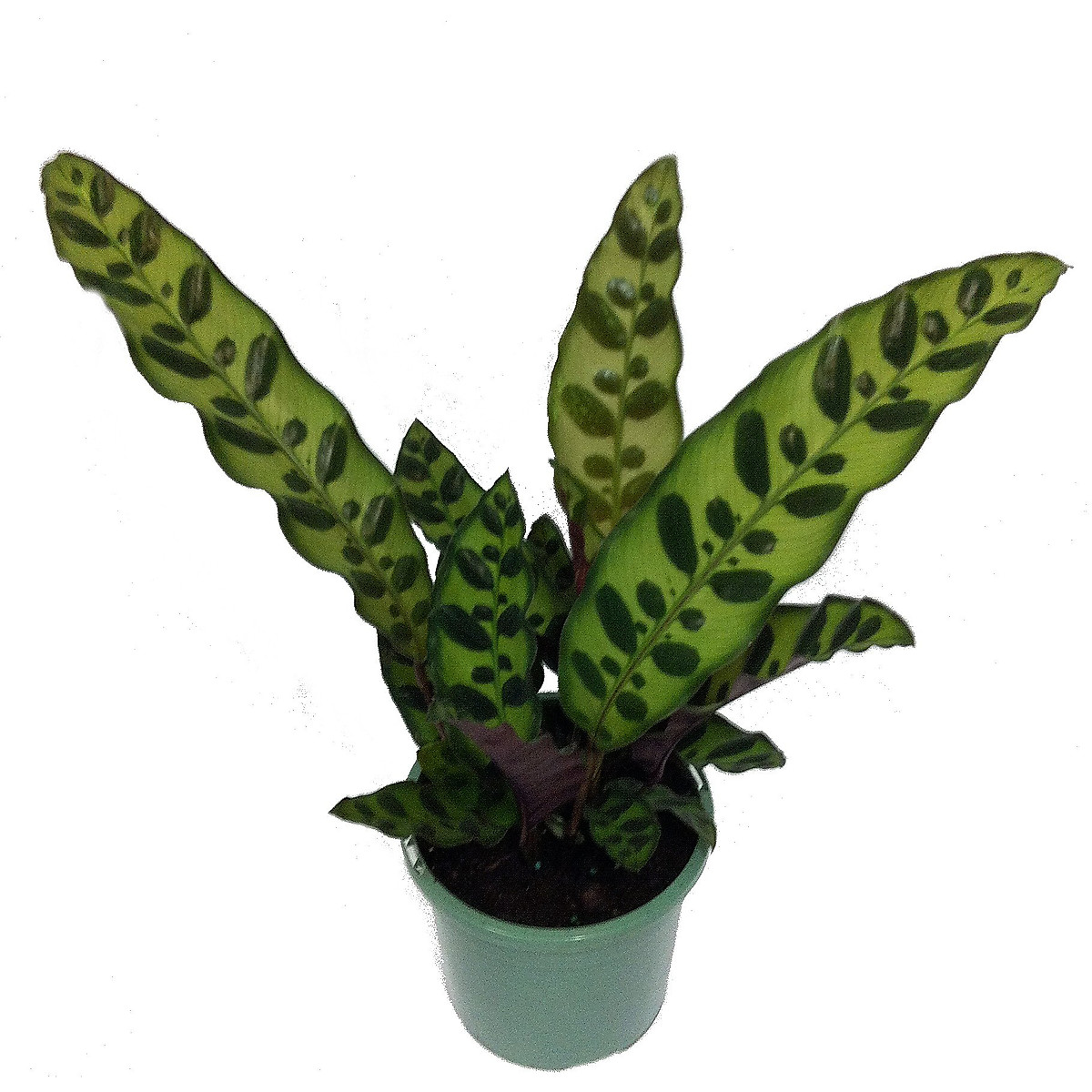 Rattlesnake Plant - Calathea lancifolia - Easy House Plant - 4" Pot