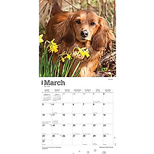Miniature Dachshunds | 2024 12 x 24 Inch Monthly Square Wall Calendar | BrownTrout | Animals Small Dog Breeds