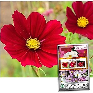"Dwarf Red" Cosmos Flower Seeds for Planting, 100+ Heirloom Seeds Per Packet, (Isla's Garden Seeds), Non GMO Seeds, Scientific Name: Cosmos Bipinnatus, Great Home Flower Garden Gift