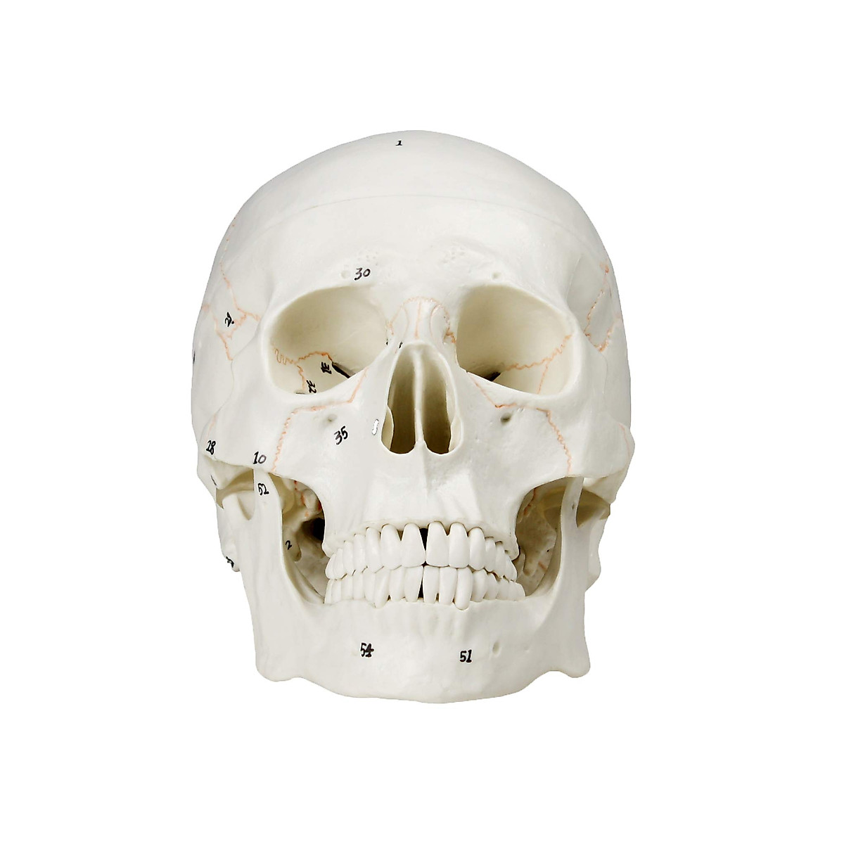 Parco Scientific PB00029 Medical Numbered Human Skull-3 Part | Life Size | from Real Human Skull, Detail Hand Painted Numbering | Sectioned Skullcap | Suture Lines & Full Dentition | Labelled Diagram