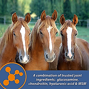 Farnam MaxFlex XR Extended Release Joint Supplement for Horses, Provides a continuous supply of joint health ingredients for 24 hours, 0.9375 pound, 30 Day Supply