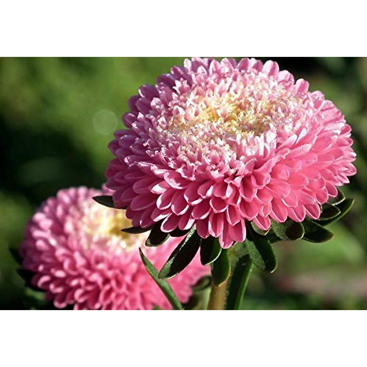 50+ Aster Pompon Flowers Mix Seeds Tall Callistephus chinensis Outdoor Annual Garden