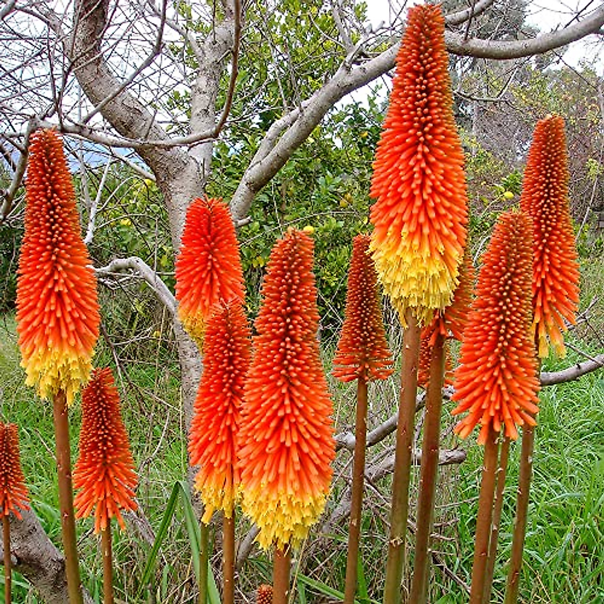 QAUZUY GARDEN 25 Seeds Dwarf Red Hot Pokers Seeds Torch Lily Flower, African Flame Flower, Devil's Poker Kniphofia Triangularis Seeds- Striking Flower for Home Garden