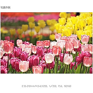 Sony E 55-210mm F4.5-6.3 Lens for Sony E-Mount Cameras (Black)