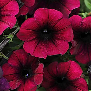 Outsidepride Burgundy Velour Easy Wave Petunia Spreading Garden Flowers for Hanging Baskets, Pots, Containers, Beds - 15 Seeds