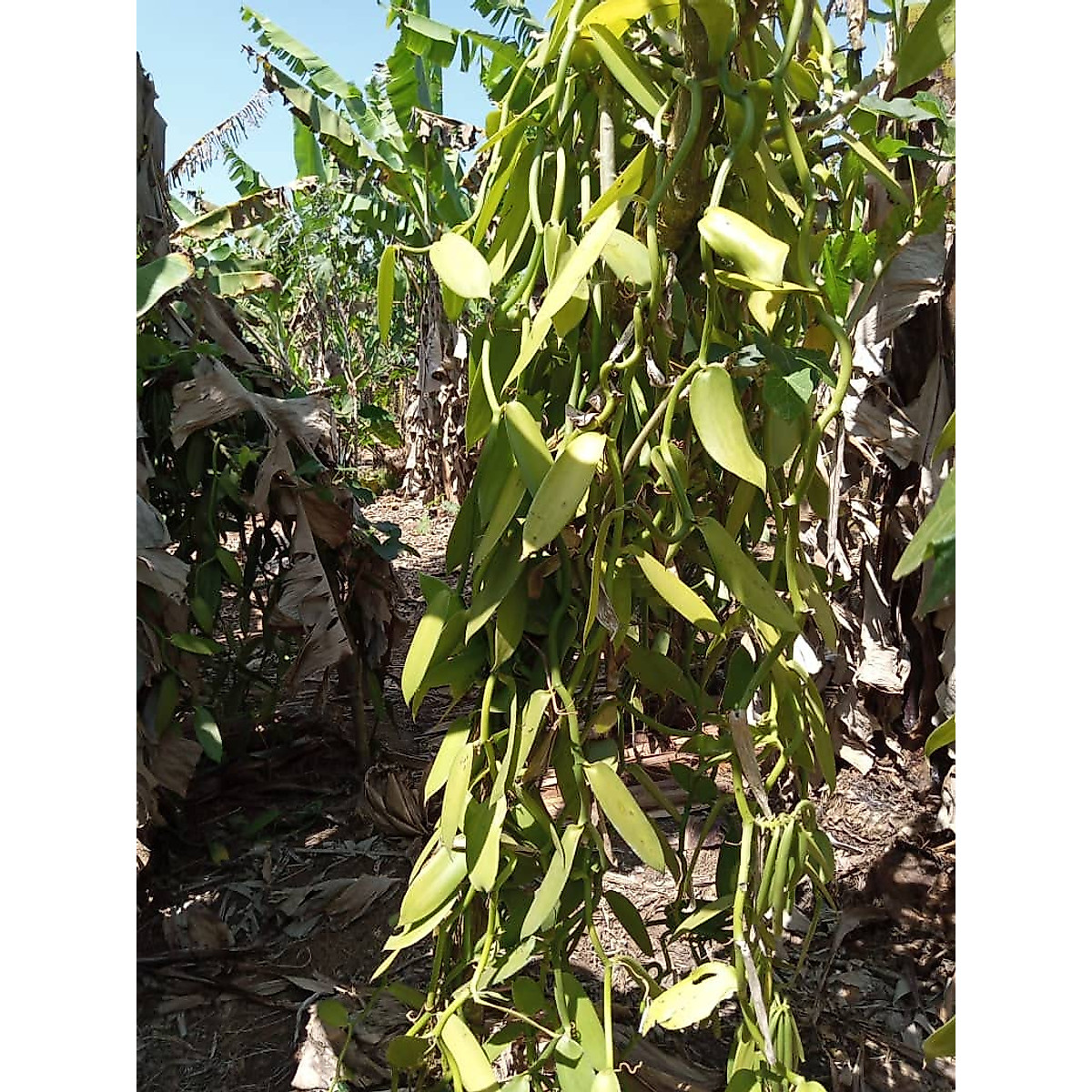 Pure vanilla extract without alcohol / Natural Vanilla Extract / Alcohol Free / Without Alcohol / Bourbon Vanilla / Vegan / Gluten Free / 176 fl oz / 5 Litres / Halal