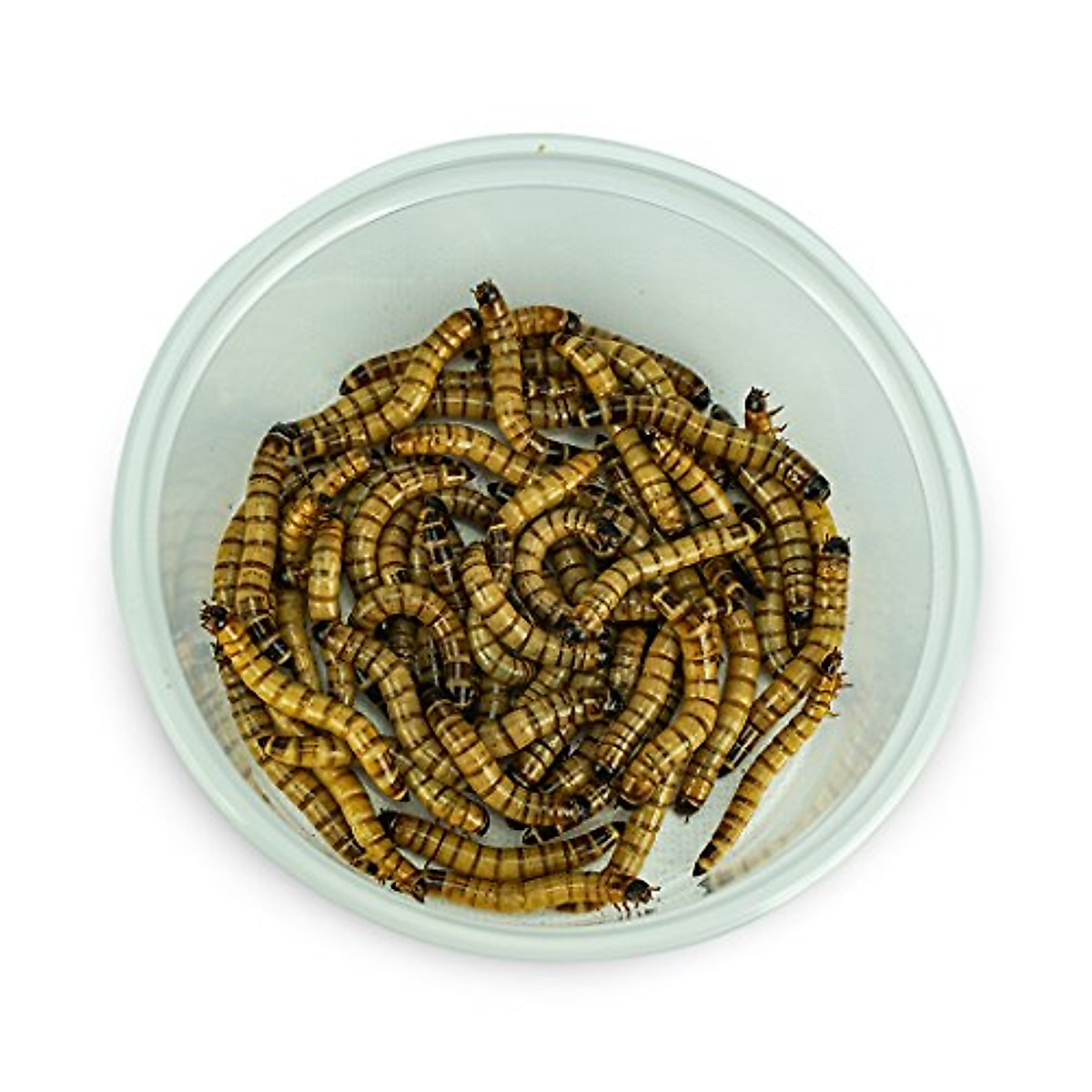Josh's Frogs Superworms (50 Count)
