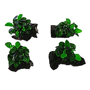 Anubias Nana 'Petite' on Driftwood | Live Aquarium Freshwater Plants Decorations
