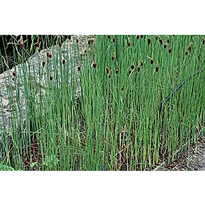 1196-Dwarf Cattails (Typha laxmannii) Seeds by Robsrareandgiantseeds UPC0764425788492 Non-GMO,Organic,USA Grower,Bonsai,Showy, Butterfly Flower,1196 Package of 25 Seeds
