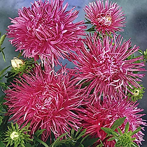 Outsidepride Aster Tall Needle Rose Garden Cut Flower Seed - 1000 Seeds