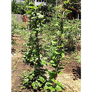 30+ Malabar Red Stem Spinach Seeds Herb Heirloom Non-GMO Phooi Leaf, Red Vine, Alugbati, Vietnamese,from USA