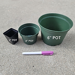 Variegated Hoya Kerrii - Hoya Plants Live Houseplant - Live Hoya Plant - Outer Variegated Hoya Kerrii - Plant Gift - Air Purifying Plant (2-3 Leaves Plant, 4" Pot)