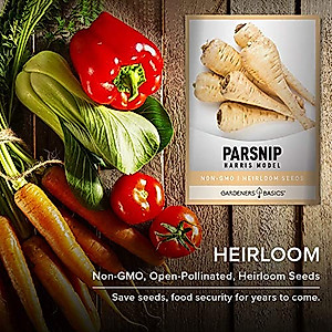 Parsnip Seeds for Planting - Harris Model Heirloom, Non-GMO Vegetable Variety- 1 Gram Approx 200 Seeds Great for Summer, Fall, and Winter Gardens by Gardeners Basics