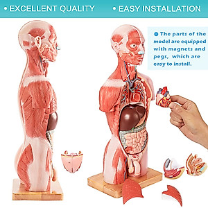 EVOTECH 2025 New Human Body Deluxe Musculature Model, 16 Pcs Removable 17 inch Human Torso Anatomy Model with Heart Head Skull Brain Skeleton Model for Medical Student, Lab & Classroom Use