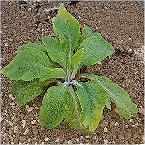 Seed Needs, Mixed Gloxiniaeflora Foxglove Seeds - 5,000 Seeds for Planting Digitalis purpurea - Open Pollinated, Attracts Pollinators & Hummingbirds (1 Pack)