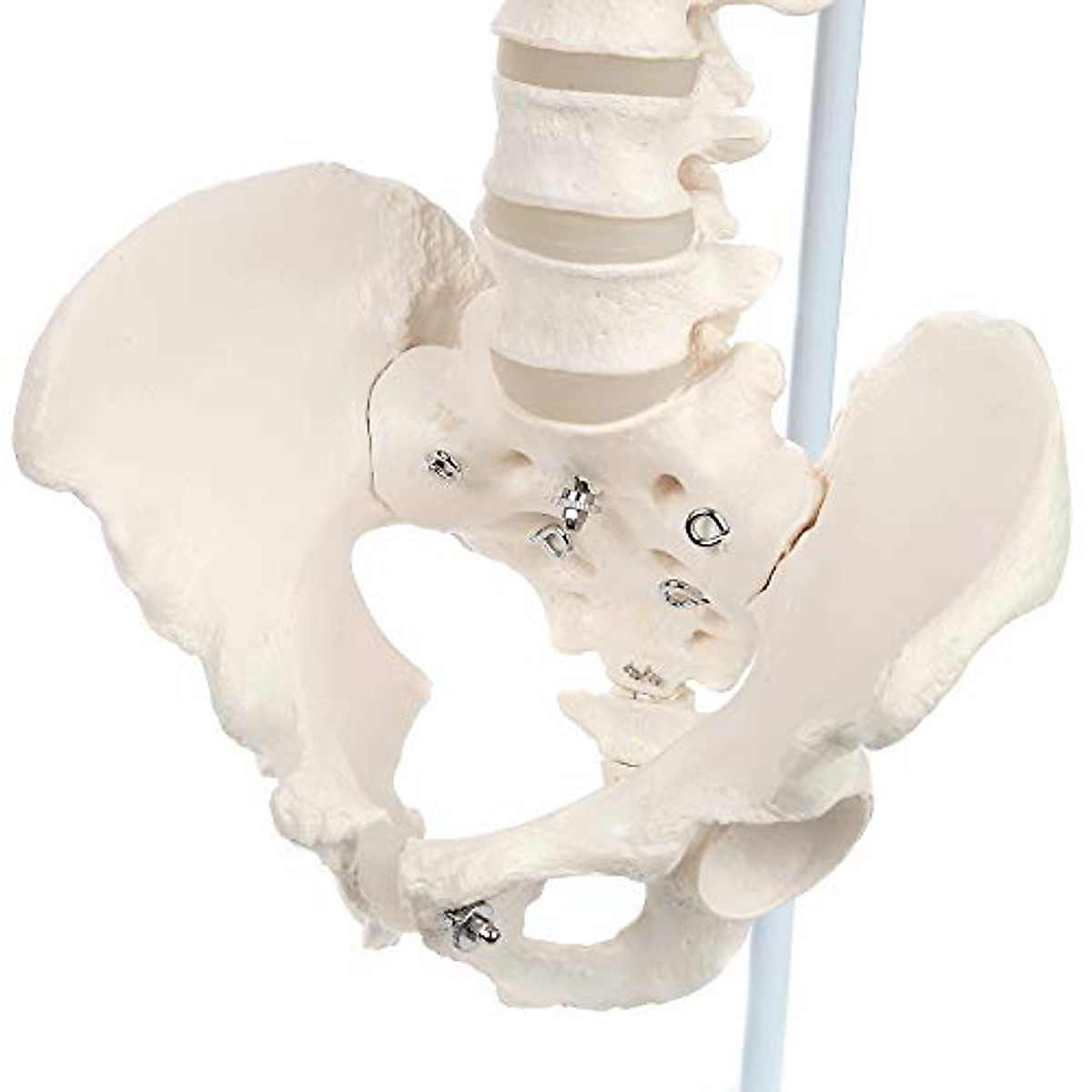 Axis Scientific Human Rib Cage Anatomy Model: Life Size Vertebral Column with Complete Vertebrae, Cast from Real Human Bones, Includes Detailed Study Guide, Base Stand