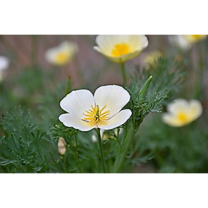 Ivory Castle White California Poppy Seeds for Planting, 1000+ Seeds Per Packet, (Isla's Garden Seeds), Non GMO & Heirloom Seeds, Scientific Name: Eschscholzia californica, Great Home Garden Gift