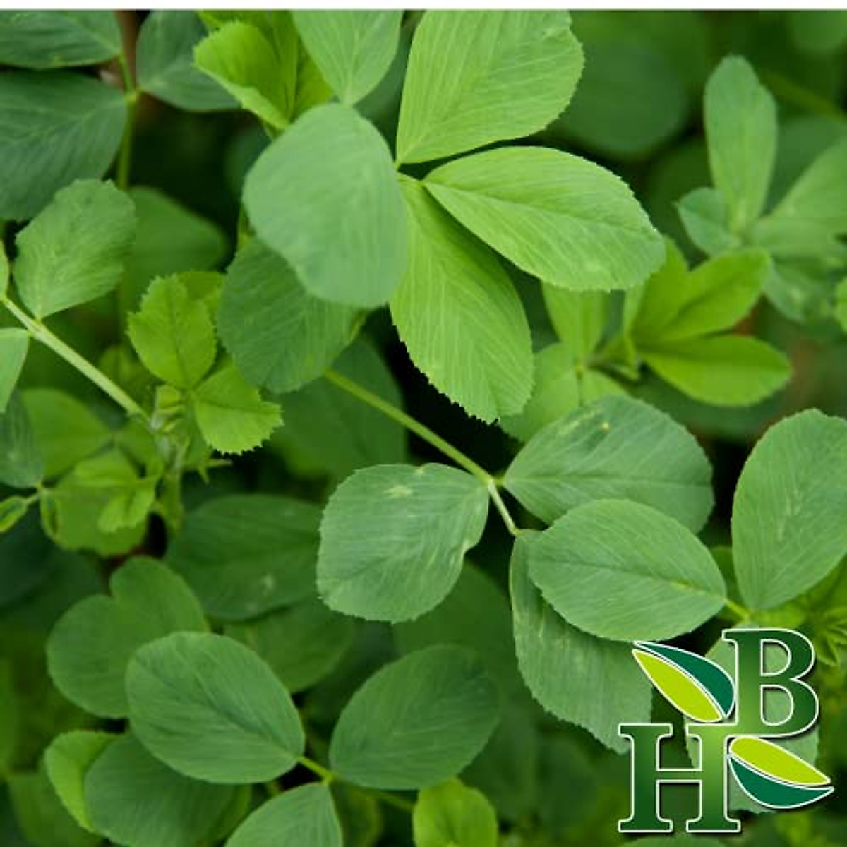 Alfalfa Herb Powder 4oz - Wildcrafted - Premium Quality - by Herb To Body